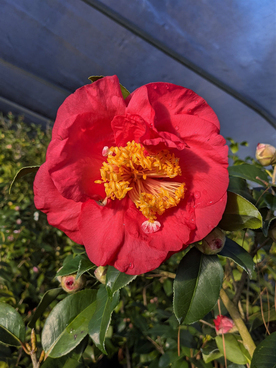 Camellia japonica 'Mrs. RL Wheeler'