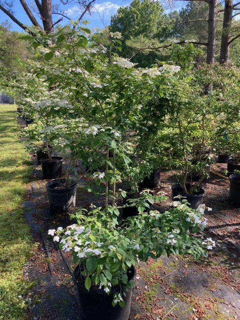 Viburnum plicatum f. tomentosum 'Summer Snowflake'