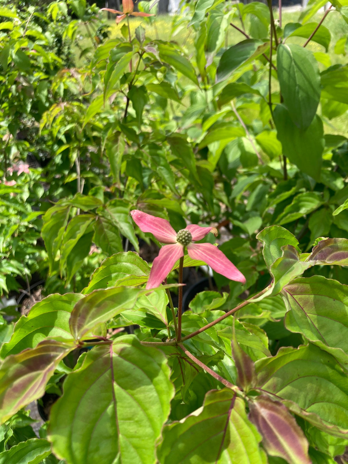 Cornus kousa 'Scarlet Fire'® PP# 28311 – Camellia Forest Nursery
