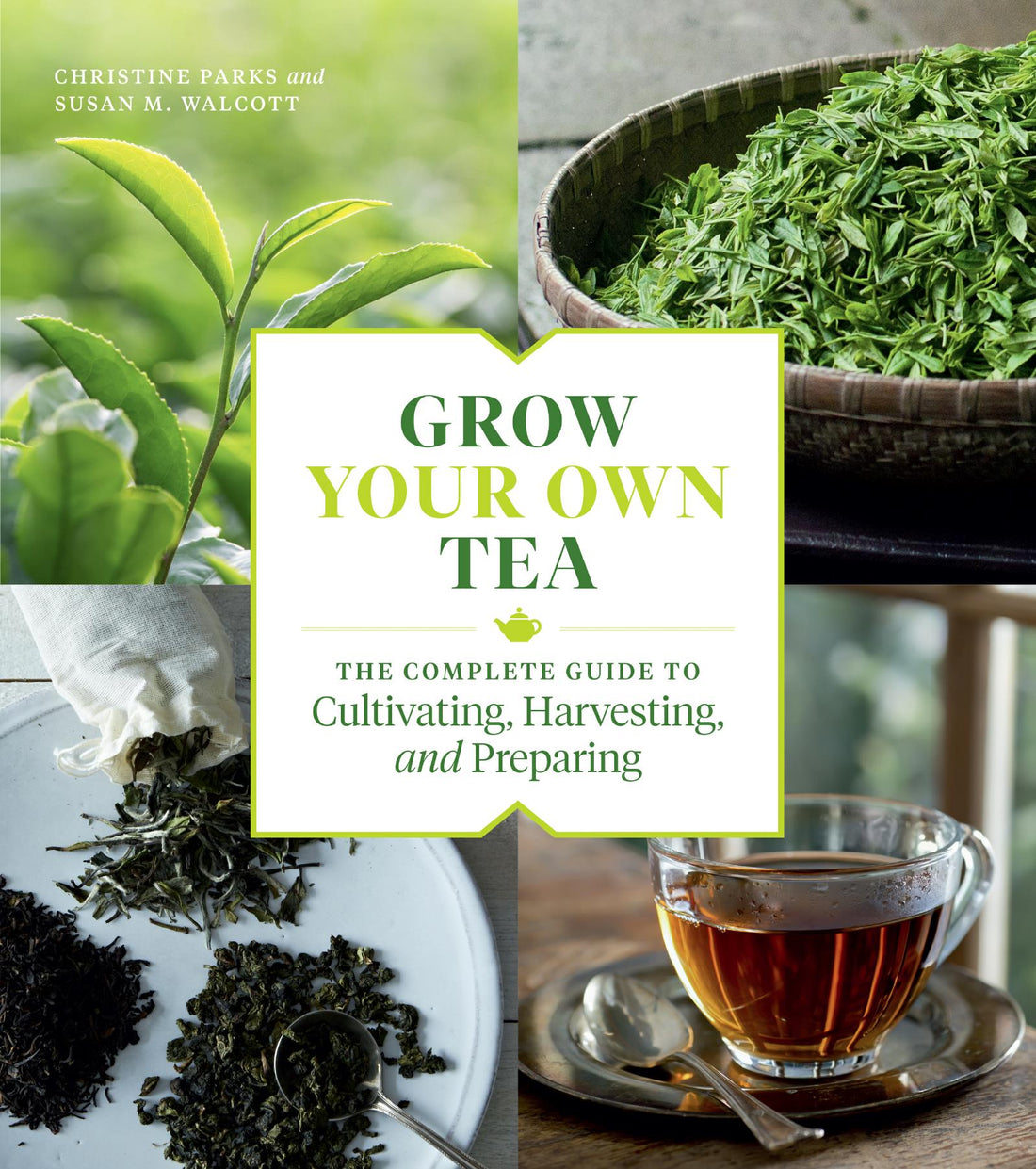 Grow Your Own Tea: The Complete Guide – Camellia Forest Nursery
