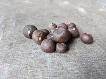 Seeds – Camellia Forest Nursery