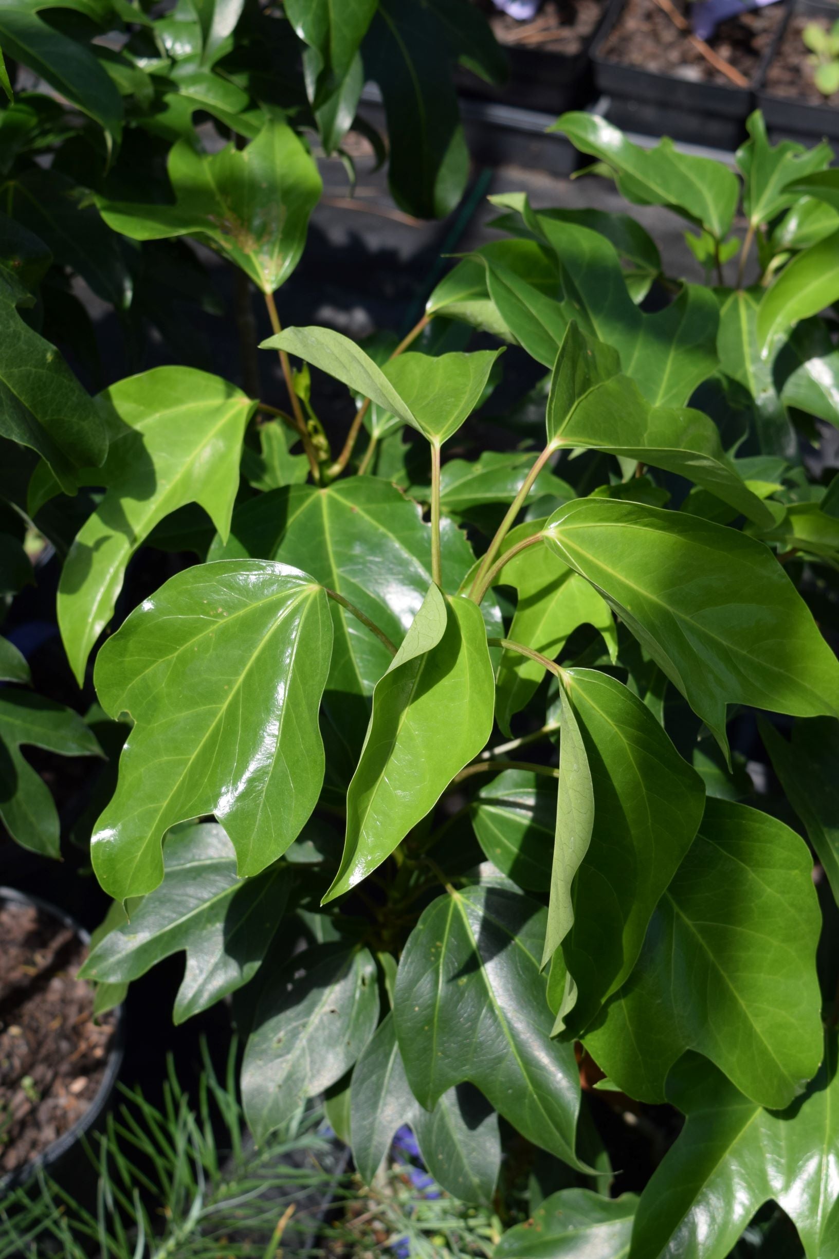 Trees & Shrubs at Camellia Forest Nursery – Page 7