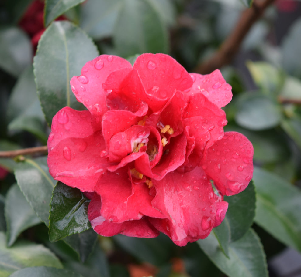 Camellia sasanqua October Magic® Ruby™ – Camellia Forest Nursery